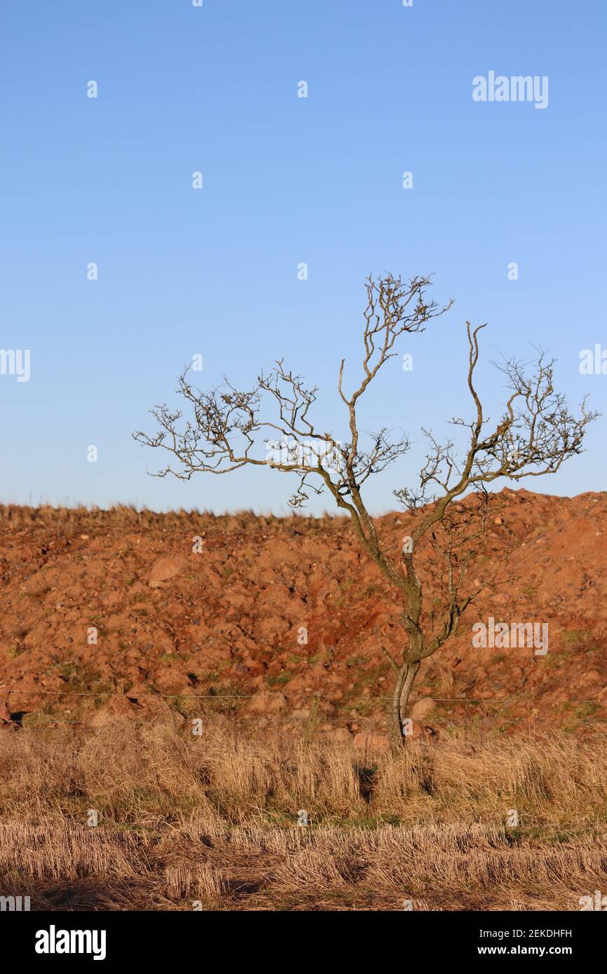 Bare tree in barren landscapre Stock Photo - Alamy