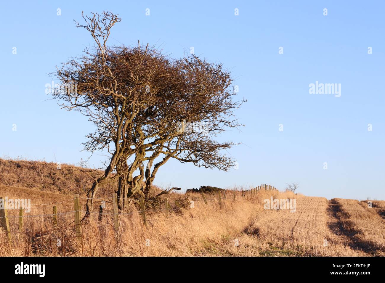 Bare tree in barren landscapre Stock Photo - Alamy