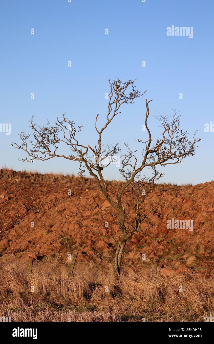 Bare tree in barren landscapre Stock Photo - Alamy