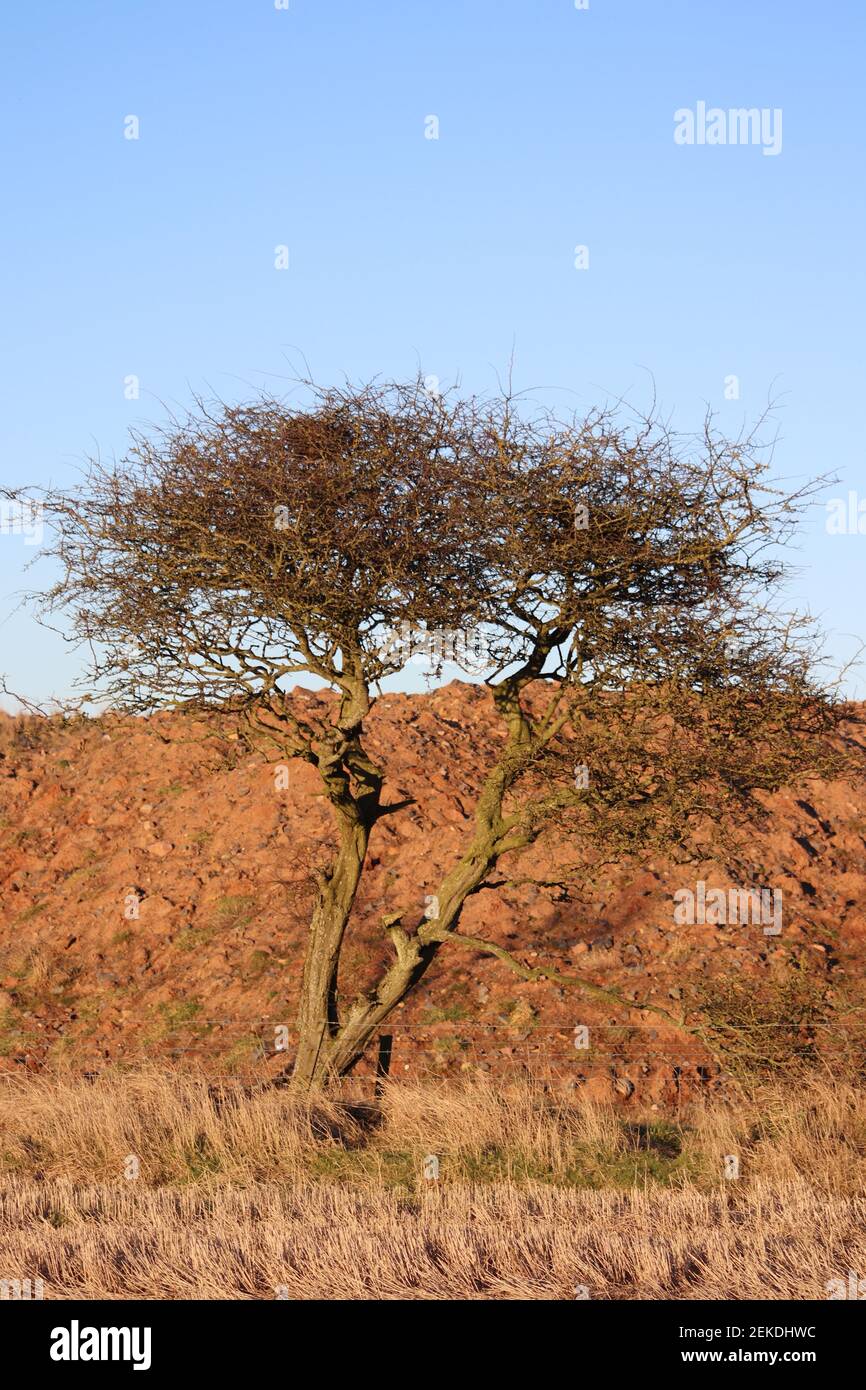 Bare tree in barren landscapre Stock Photo - Alamy