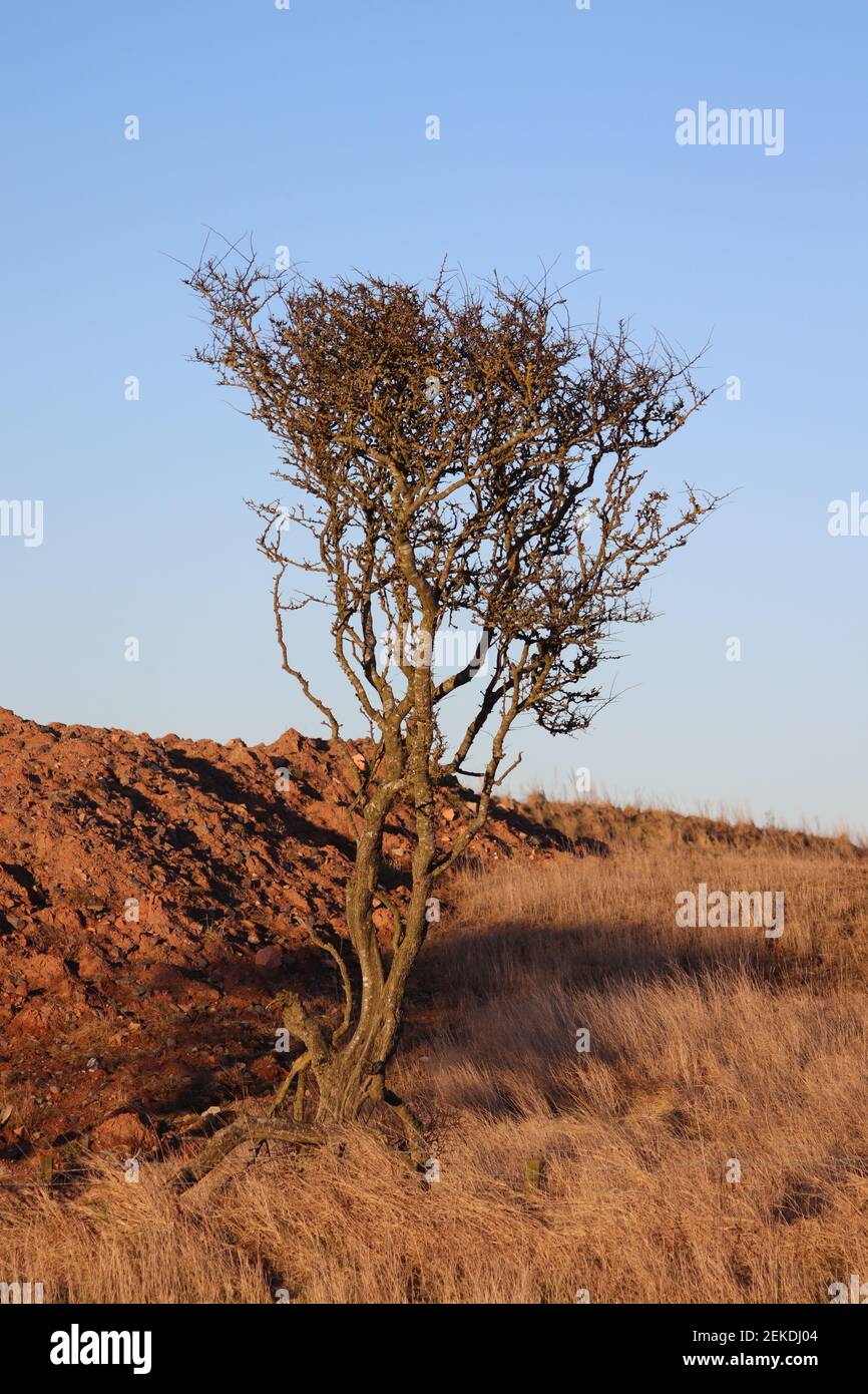 Bare tree in barren landscapre Stock Photo - Alamy