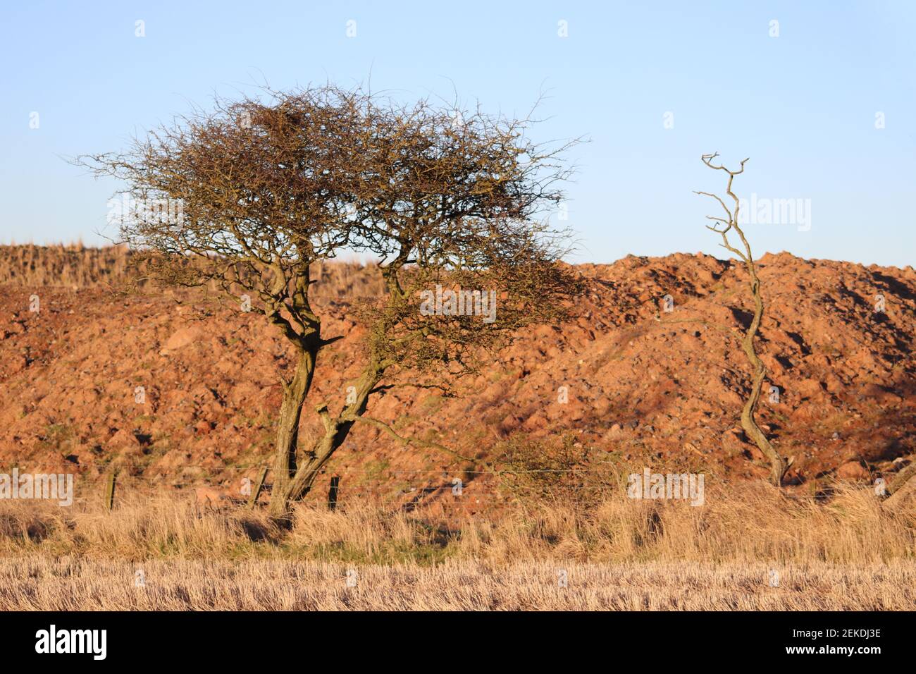 Bare tree in barren landscapre Stock Photo - Alamy