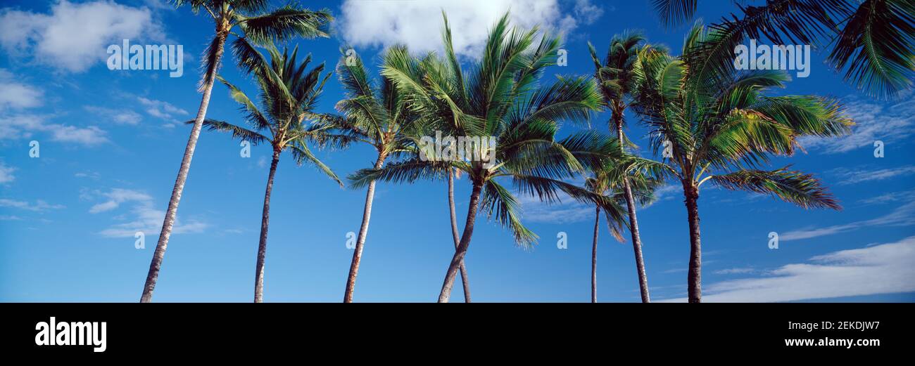 Palm trees with cloudy sky hi-res stock photography and images - Alamy