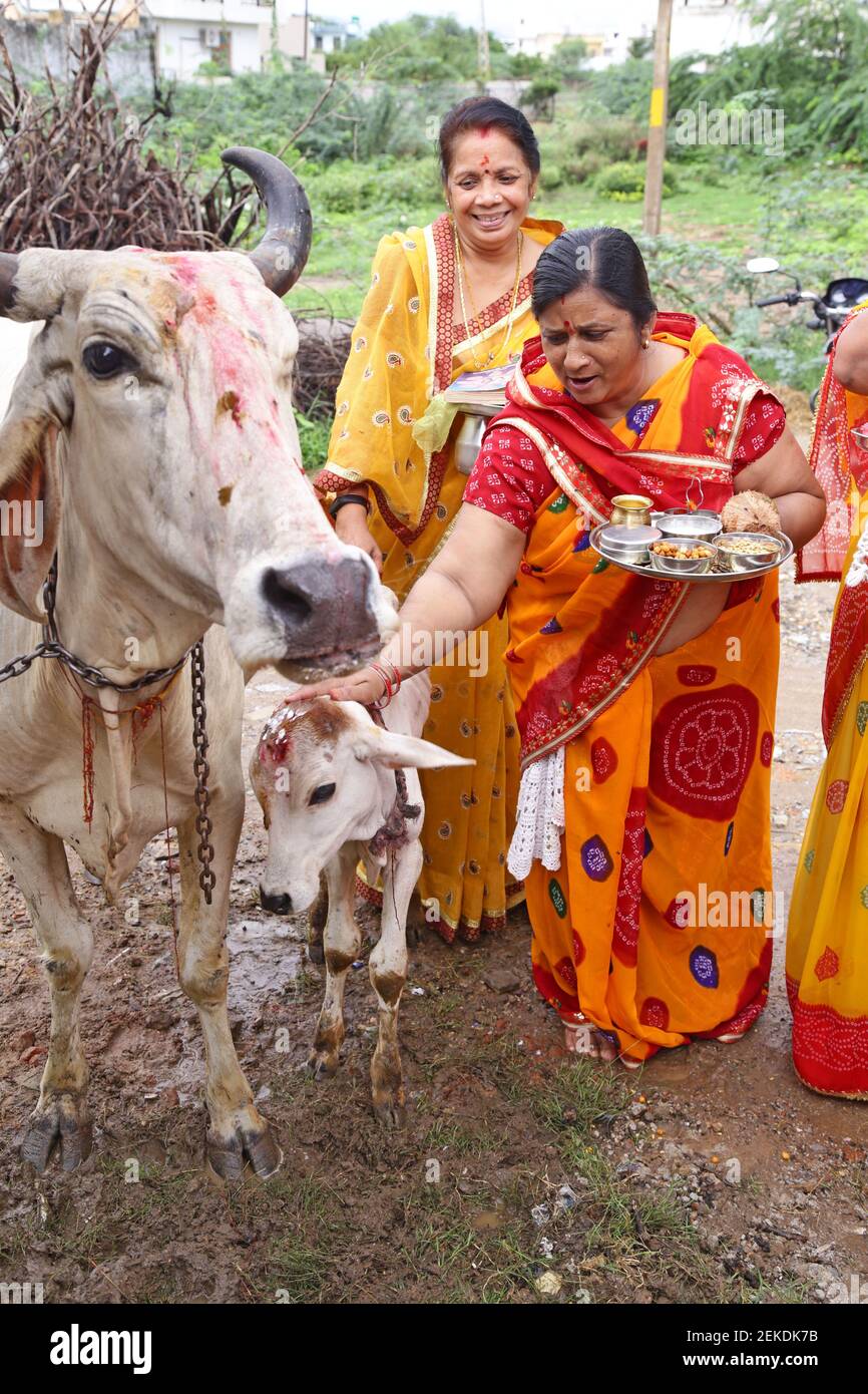 Indian women worship a cow and her calf during the Hindu holy Govatsa ...