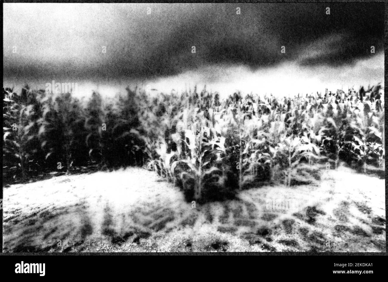 Agricultural field with corn, Hokkaido, Japan Stock Photo - Alamy