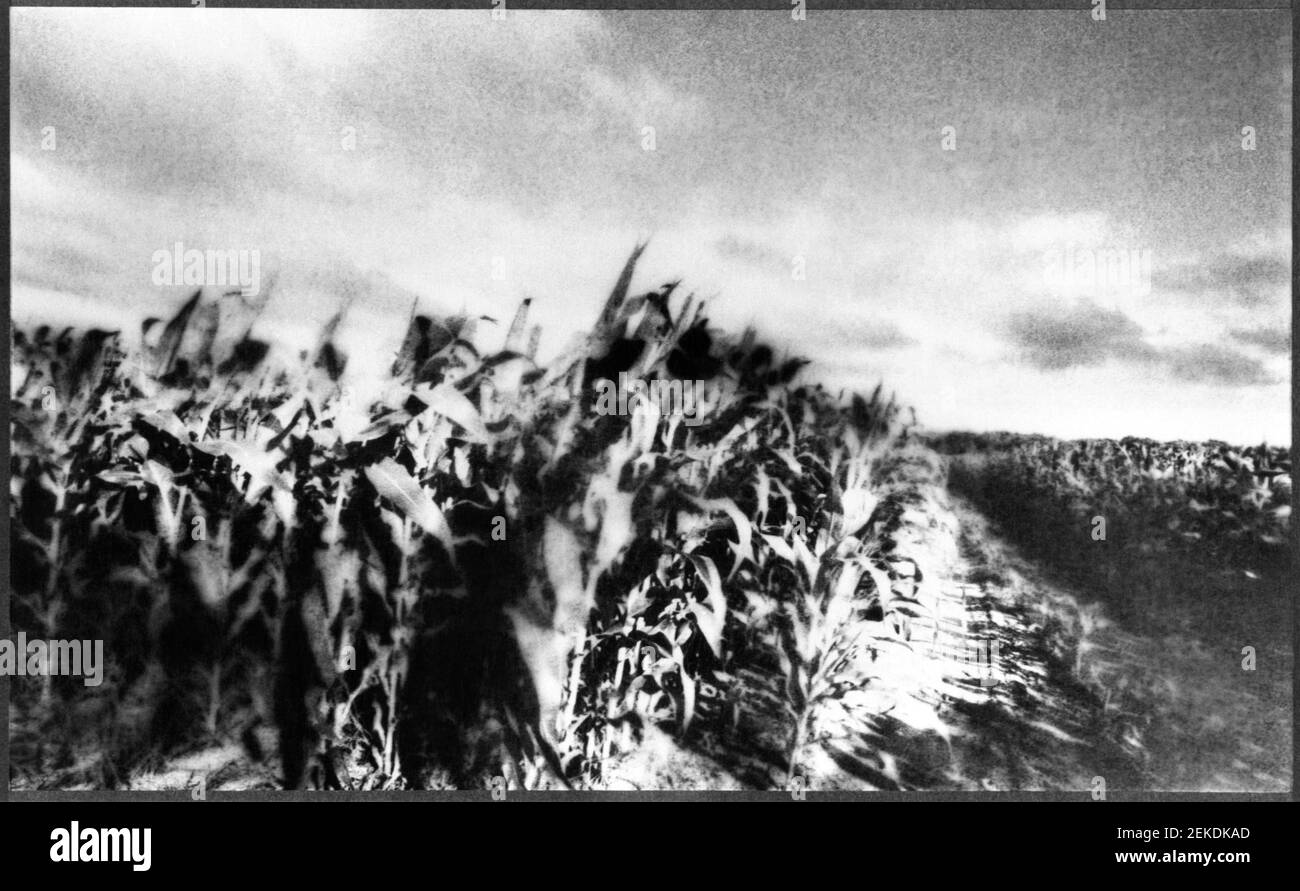 Agricultural field with corn, Hokkaido, Japan Stock Photo - Alamy