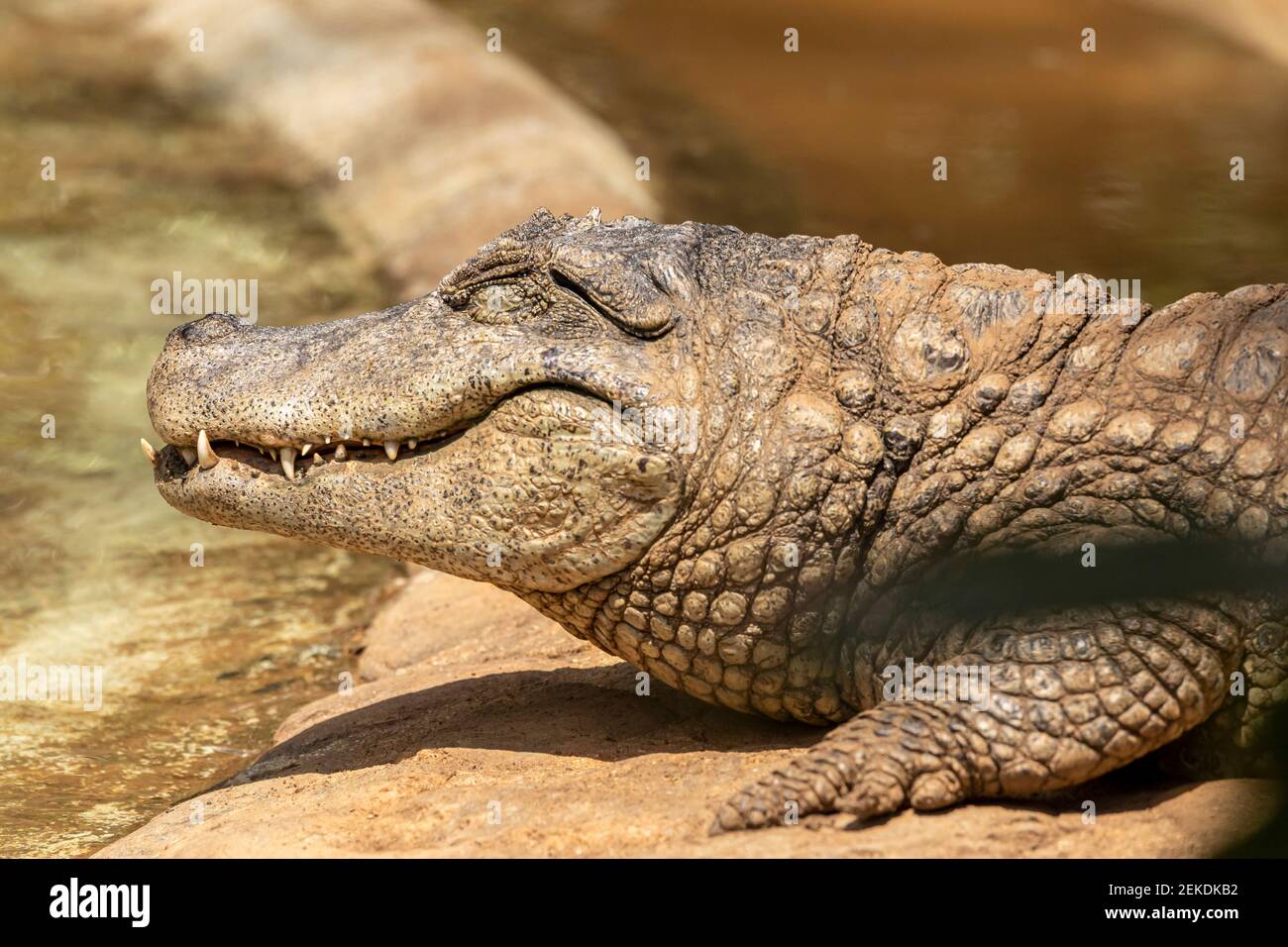 Alligator sunbathing on the grass Stock Photo - Alamy