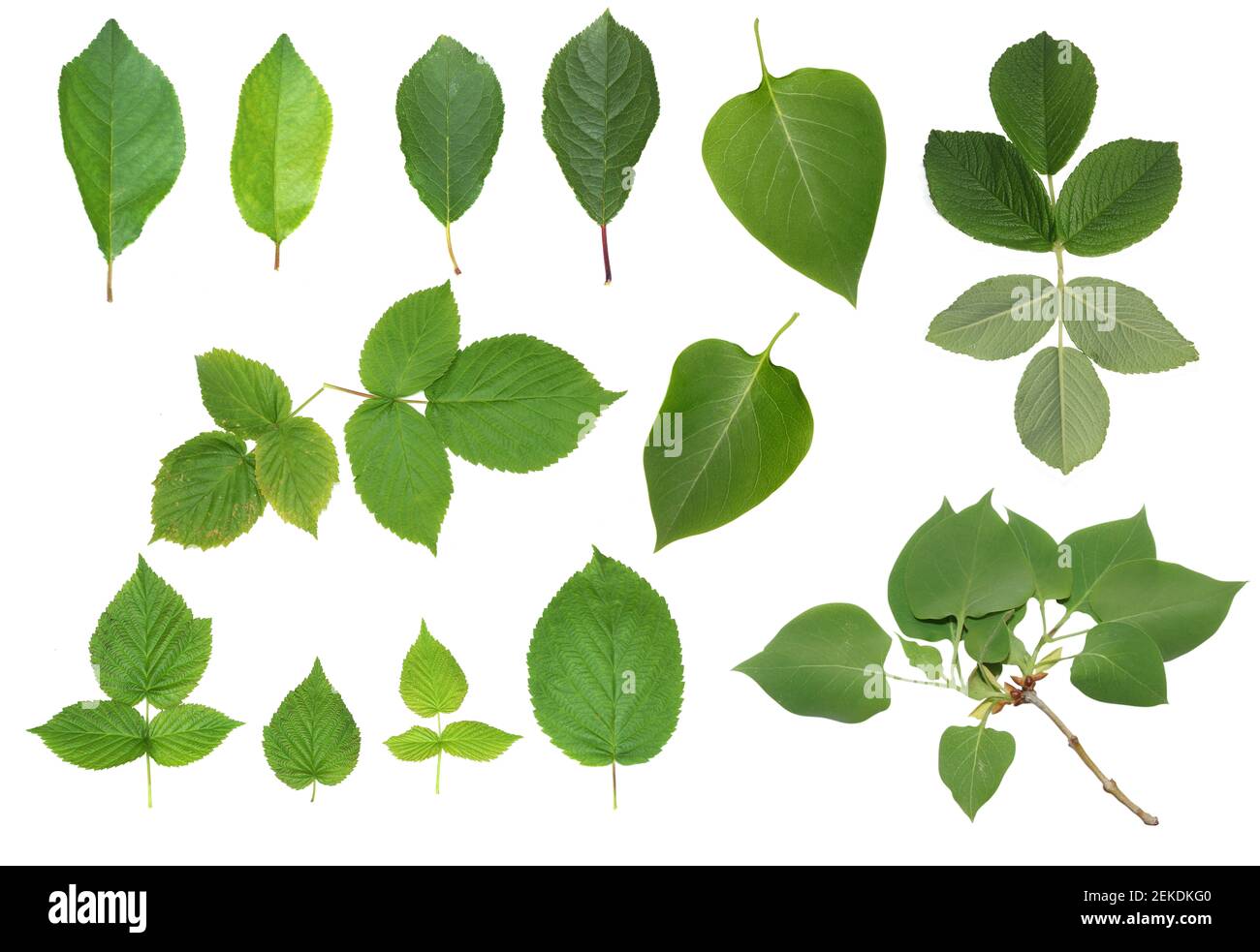 set of green leaves of apple, raspberry, lilac, rosehip. high ...