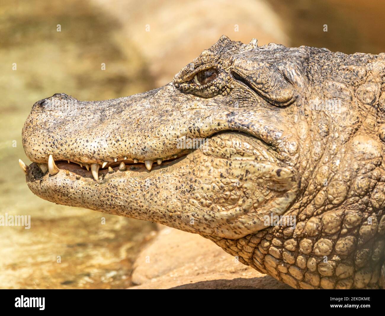 Alligator sunbathing on the grass Stock Photo - Alamy