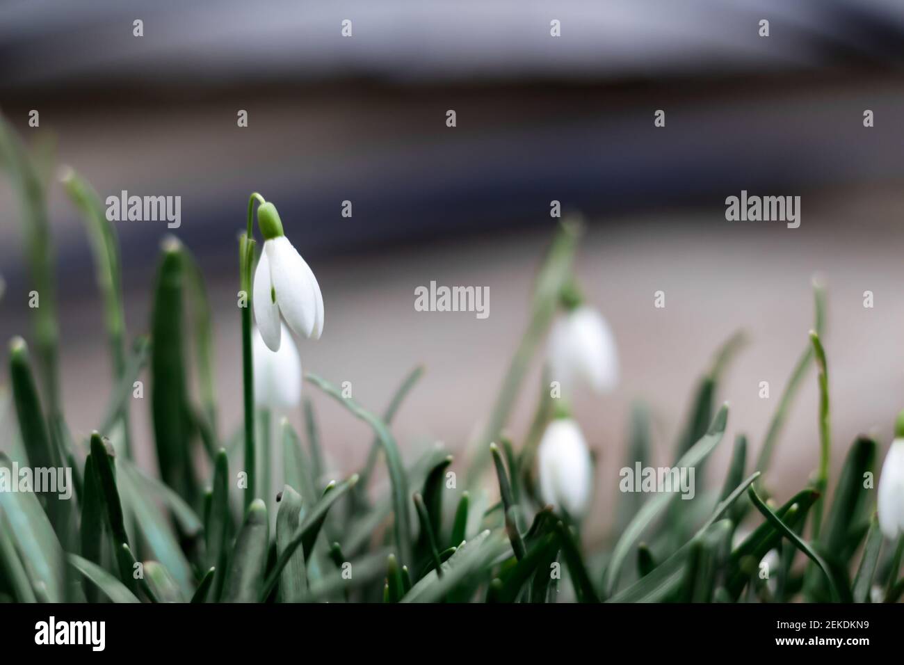 Snowdrop Plant Soil High Resolution Stock Photography and Images - Alamy