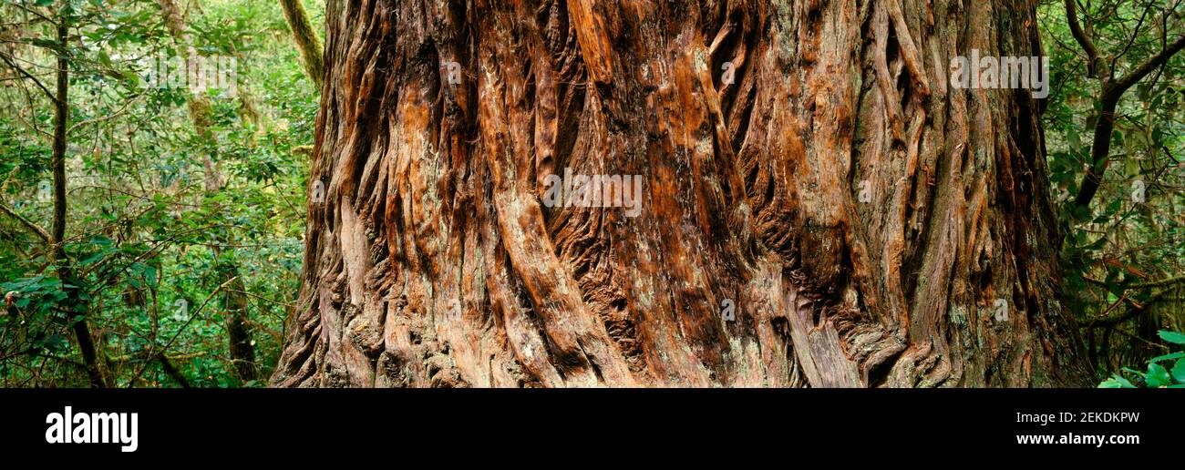 Redwood tree trunk in close-up, Jedediah Smith Redwoods State Park ...
