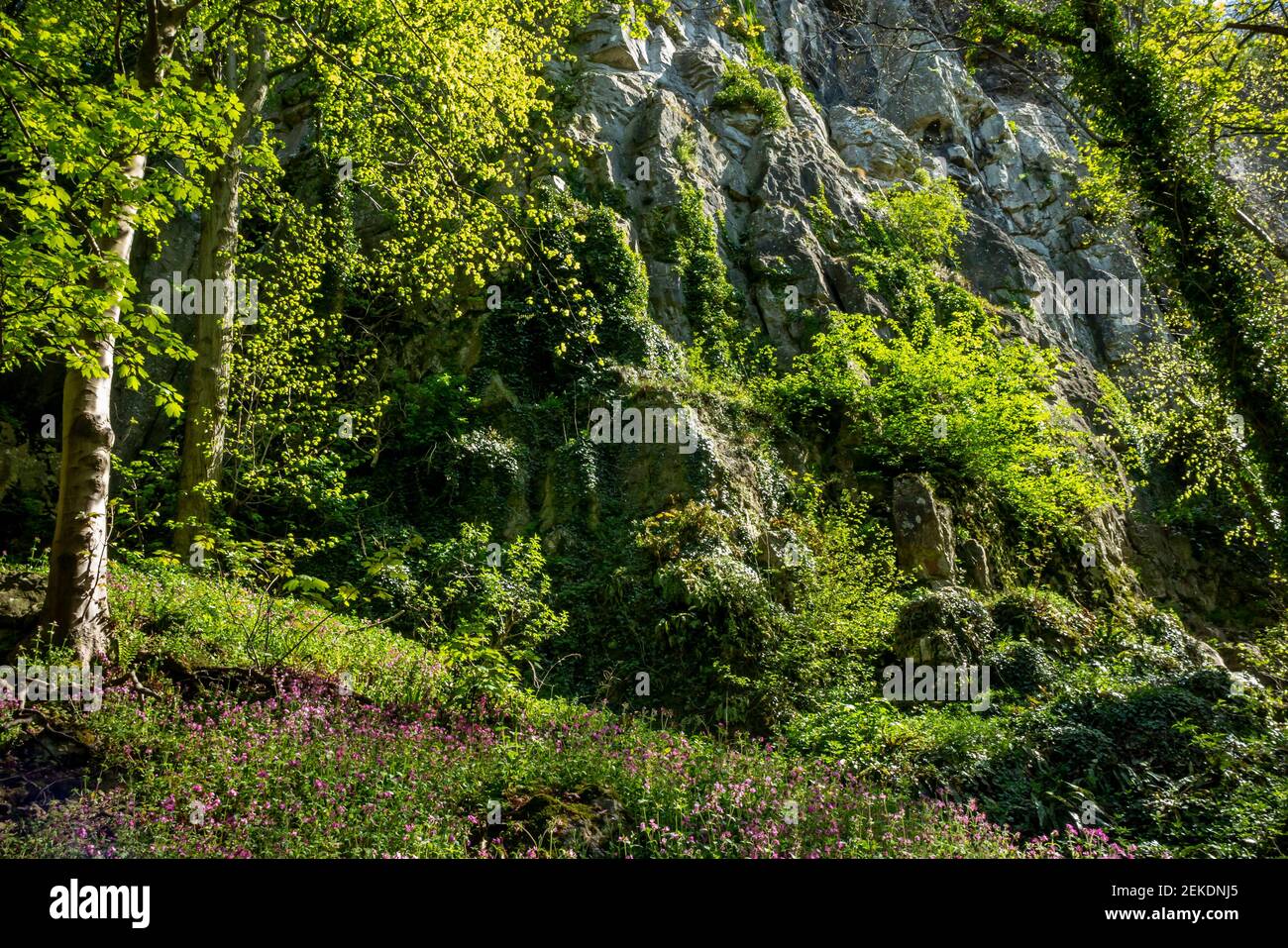 Peak district limestone cliff hi-res stock photography and images - Alamy
