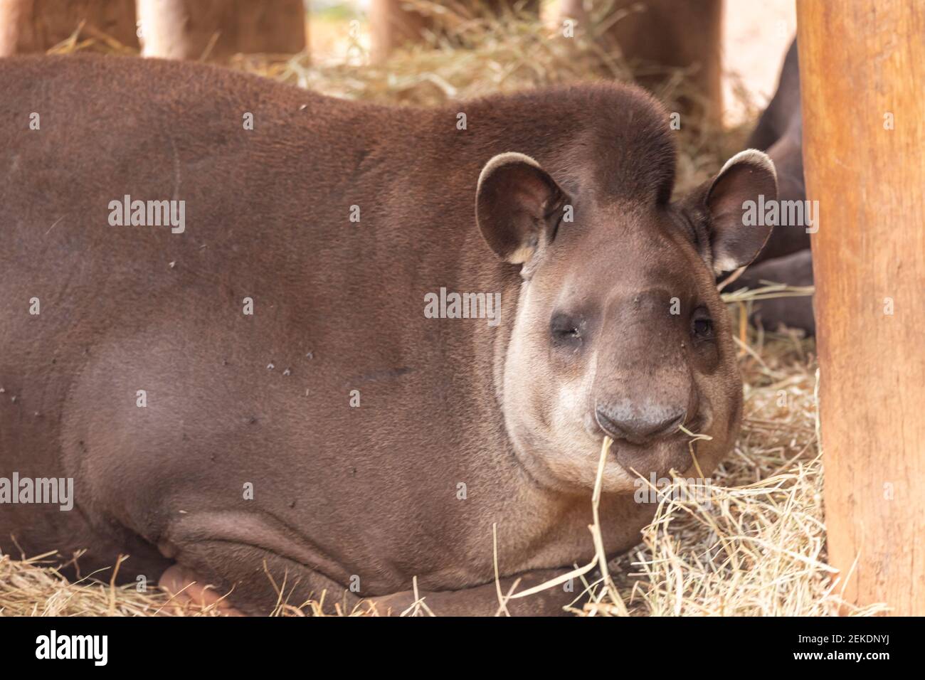 The South American tapir (Tapirus terrestris), also commonly called the ...