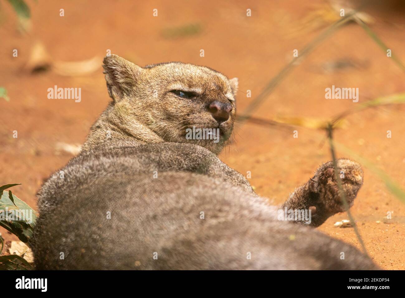 The jaguarundi (Herpailurus yagouaroundi, is a wild cat native to the ...