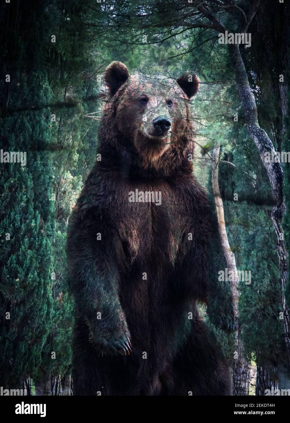 Double Exposure Wildlife High Resolution Stock Photography and Images ...