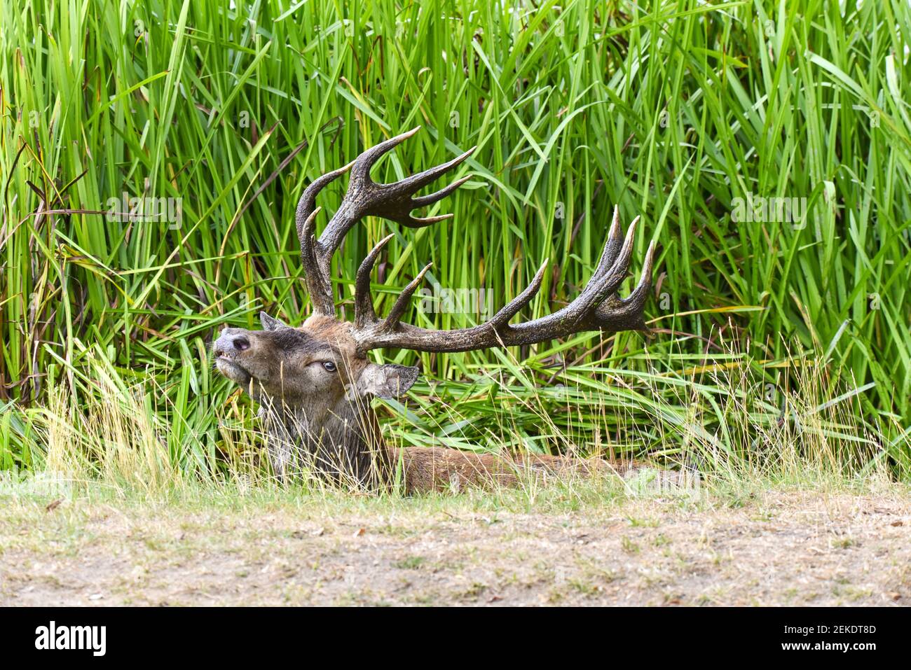 A Red Deer stag wallows in mud at the side of Heron Pond in London’s ...