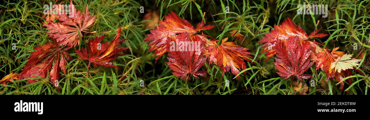Close-up of wet leaves, Seattle, Washington, USA Stock Photo - Alamy