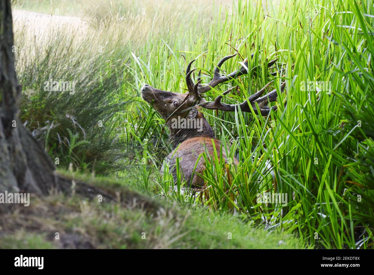 A Red Deer stag wallows in mud at the side of Heron Pond in London’s ...