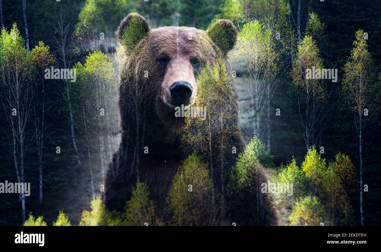 Double exposure wildlife hi-res stock photography and images - Alamy