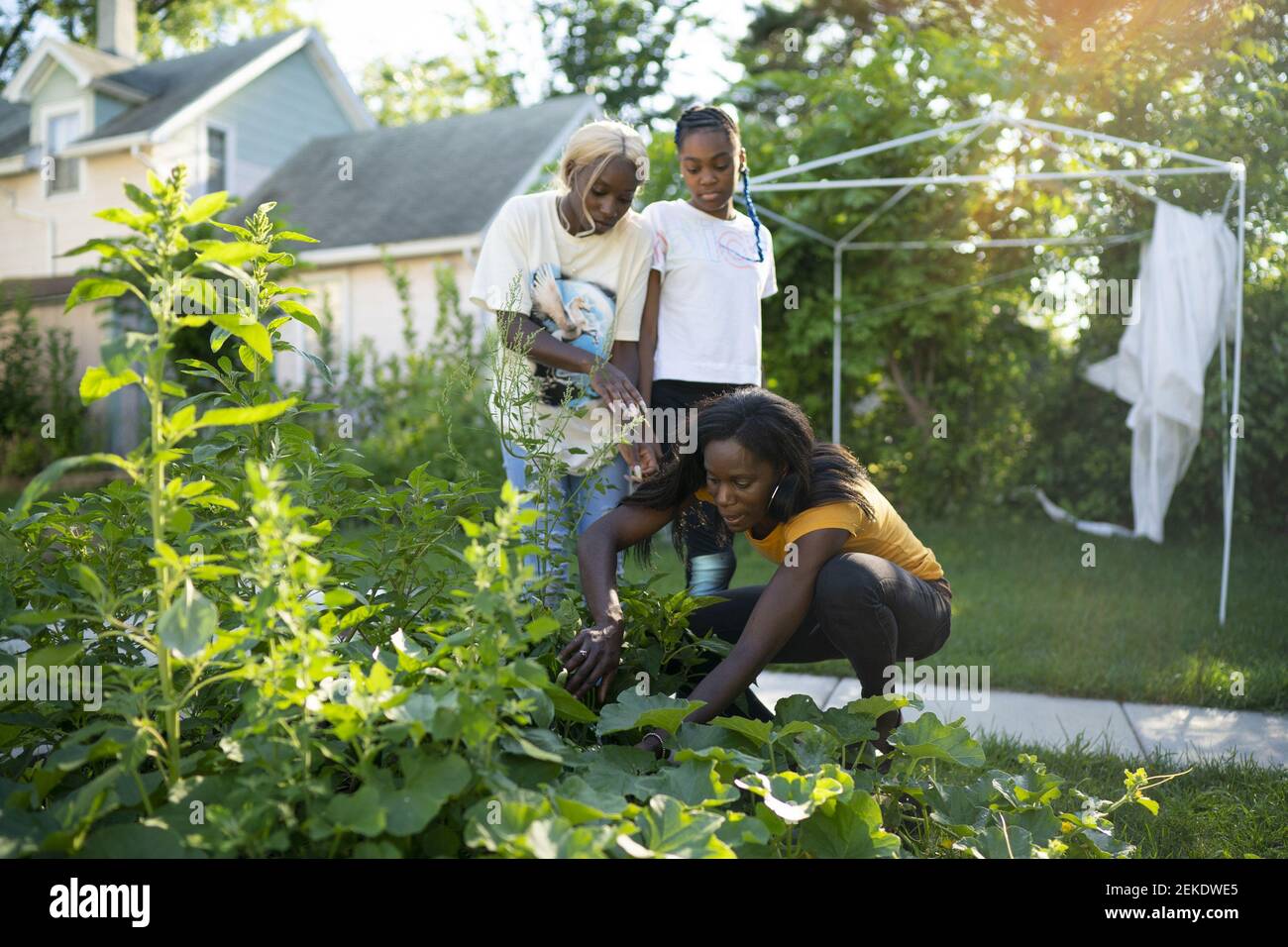 LeAndra Estis verificó el progreso del crecimiento de las verduras en ...