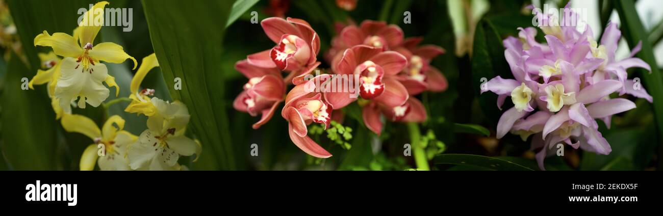 Vibrant orchids hi-res stock photography and images - Alamy