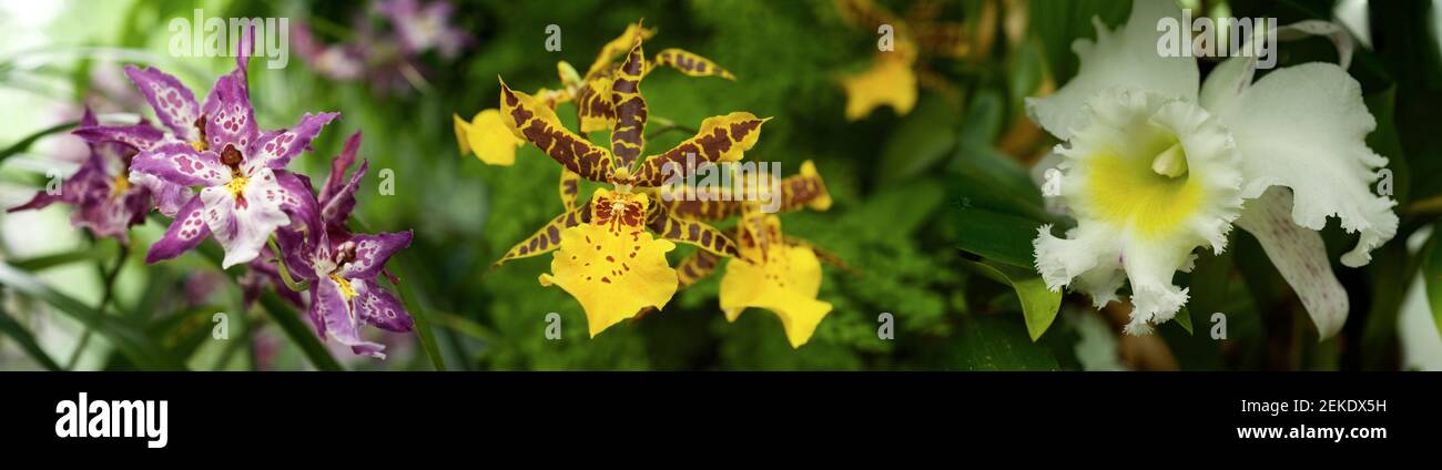 Vibrant orchids hi-res stock photography and images - Alamy