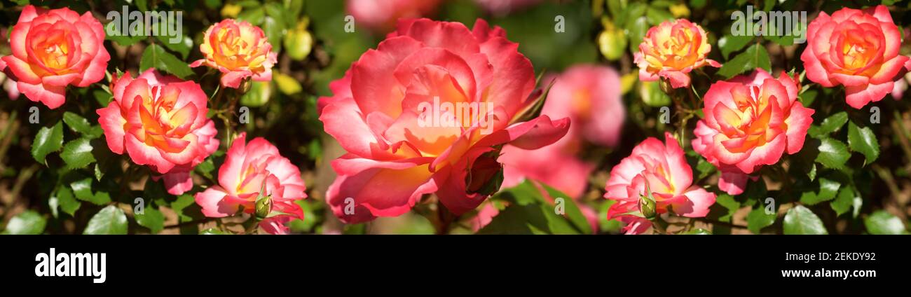 Color rose hi-res stock photography and images - Alamy