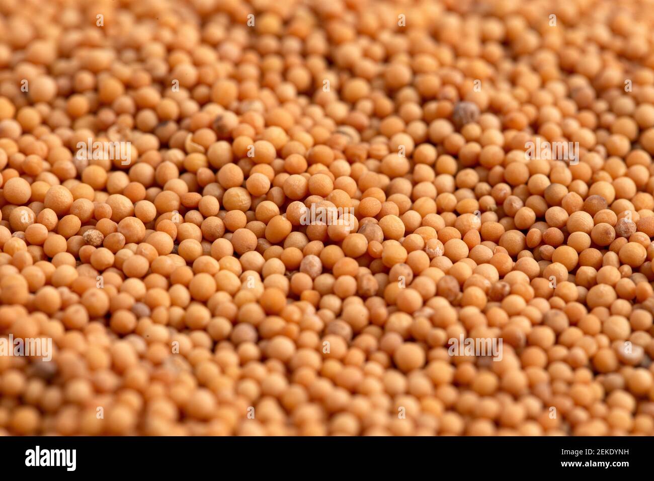An Up Close View of Mustard Seeds Stock Photo - Alamy