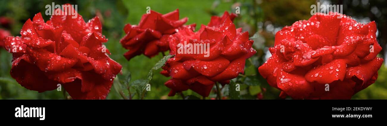 Wet roses hi-res stock photography and images - Alamy