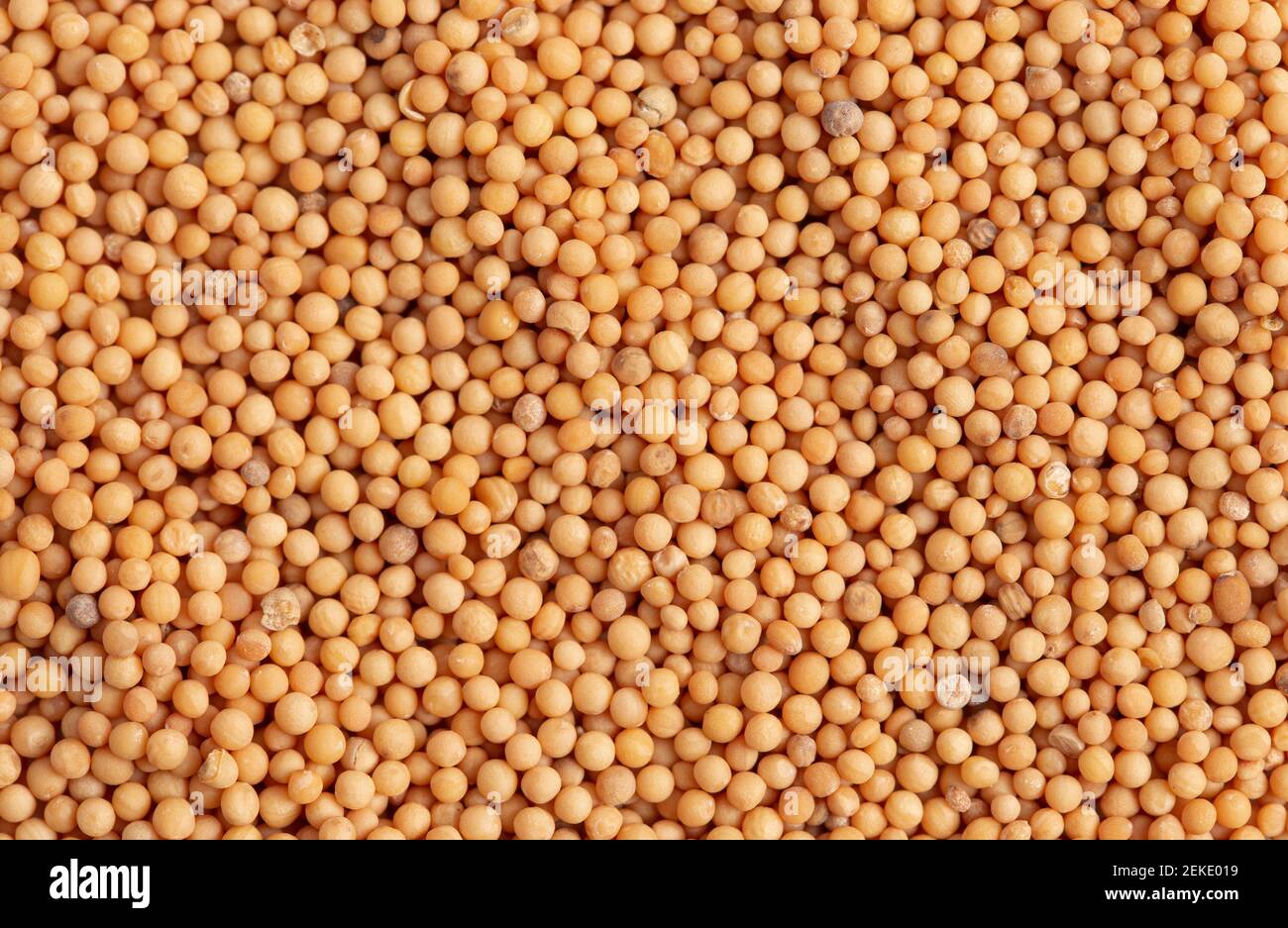 An Up Close View of Mustard Seeds Stock Photo - Alamy