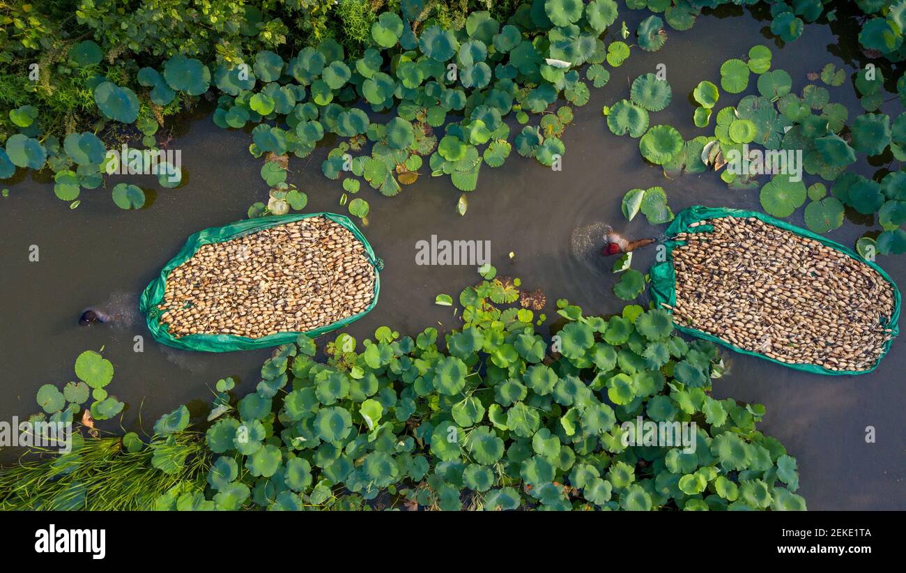 Villagers transport the newly harvested shallow lotus root in the lotus ...