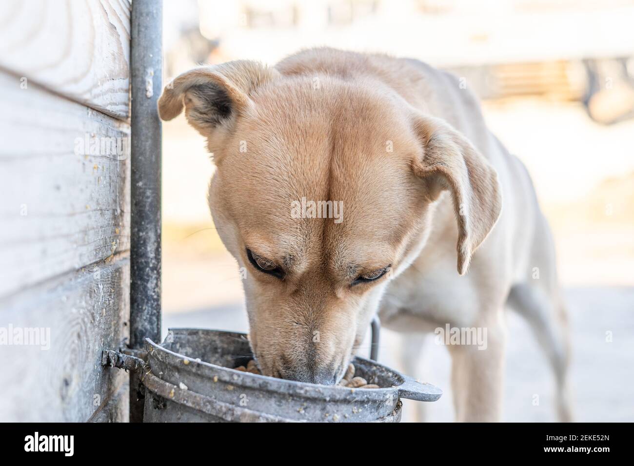 Photo of a coffee-colored dog eating dry food Stock Photo - Alamy
