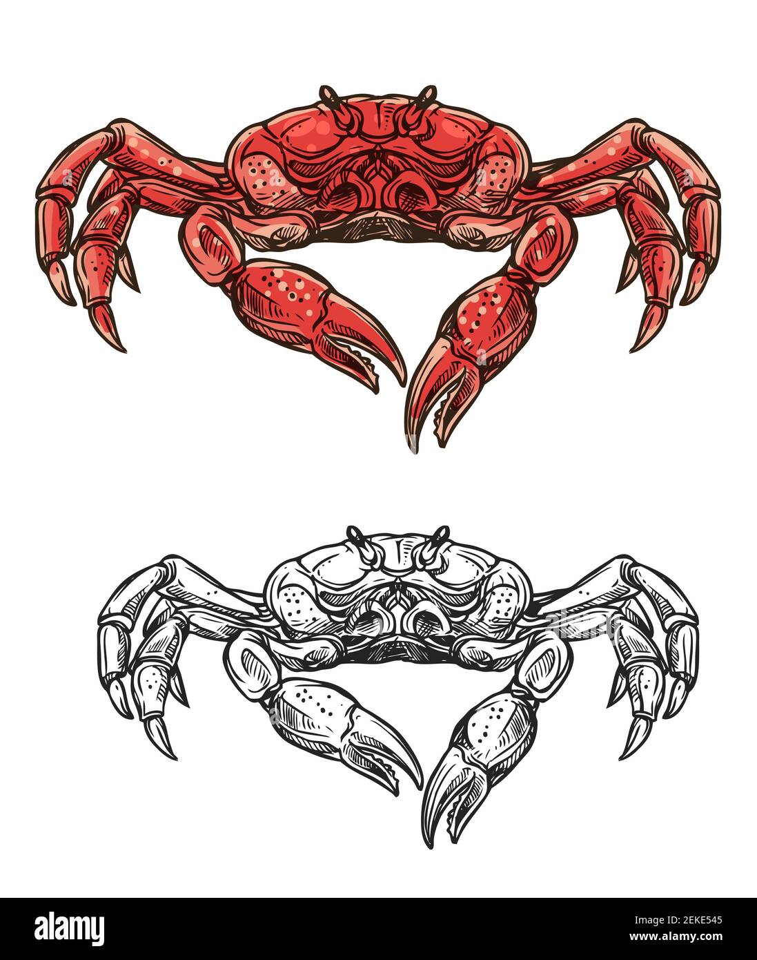 Crab seafood sketch isolated icon. Vector marine crustacean symbol of ...