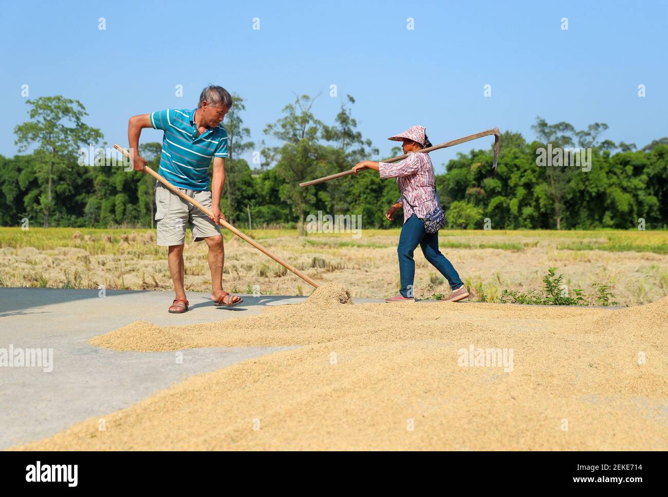 Sichuanï¼ŒCHINA-More than 1.8 million mu of high-quality rice planted ...