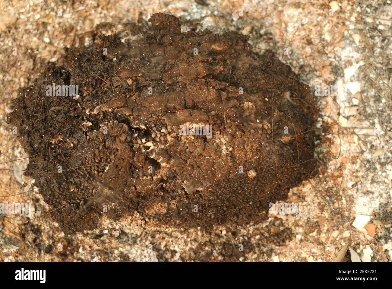 A close up of a smoldering honeycomb after the hive was destroyed in ...