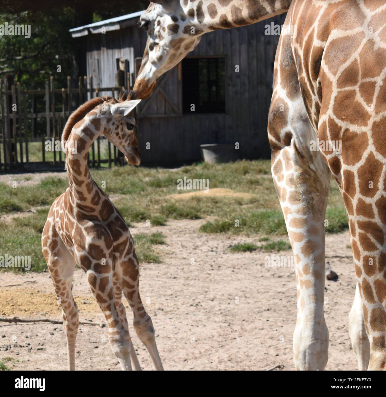 Giraffe bus hi-res stock photography and images - Alamy