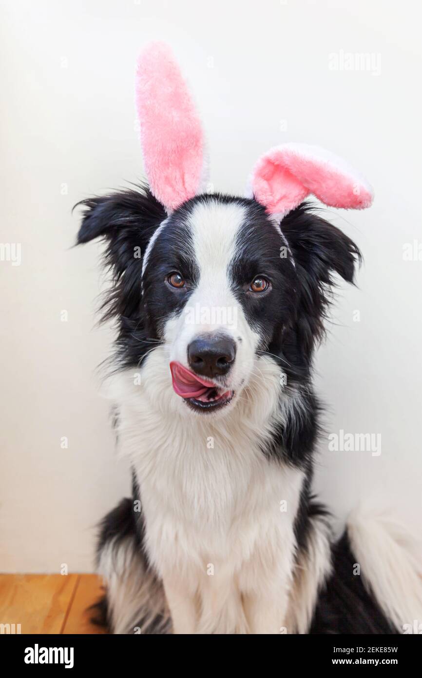 Happy Easter concept. Funny portrait of cute smiling puppy dog border ...