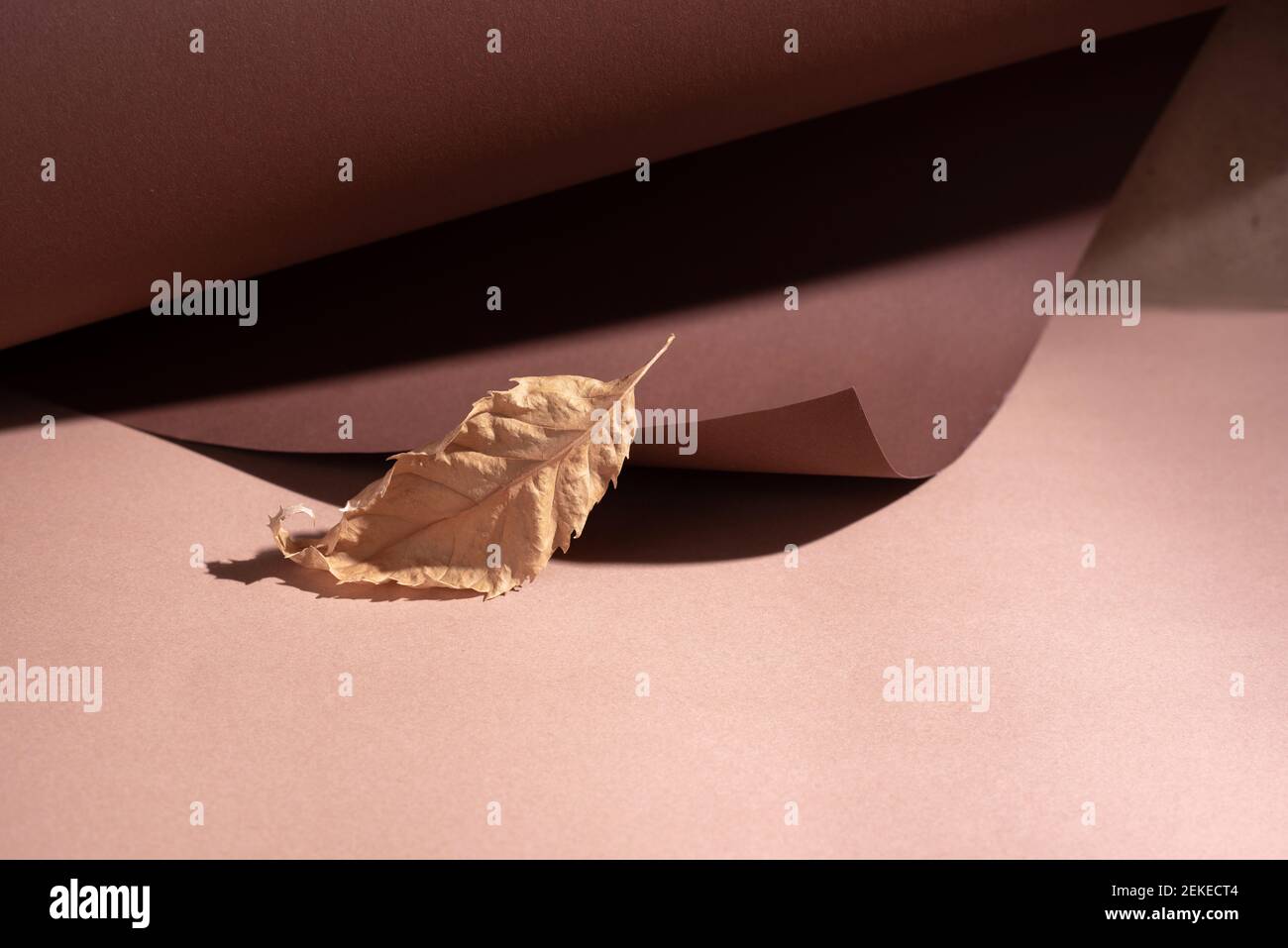 One yellow autumn leaf is on a brown rolled paper background in a ...