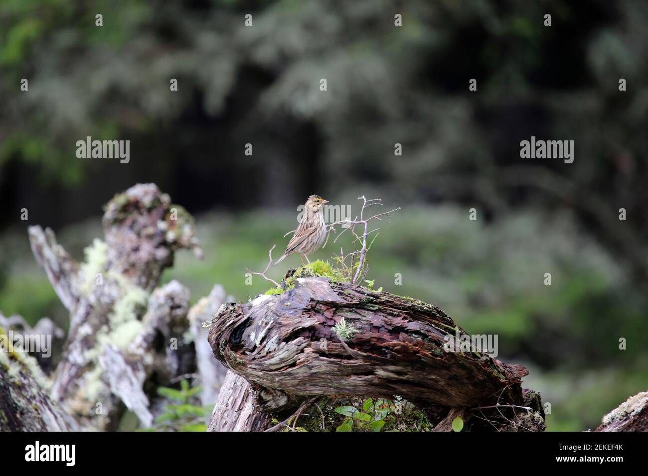 little bird sits on an old log in the forest Stock Photo - Alamy