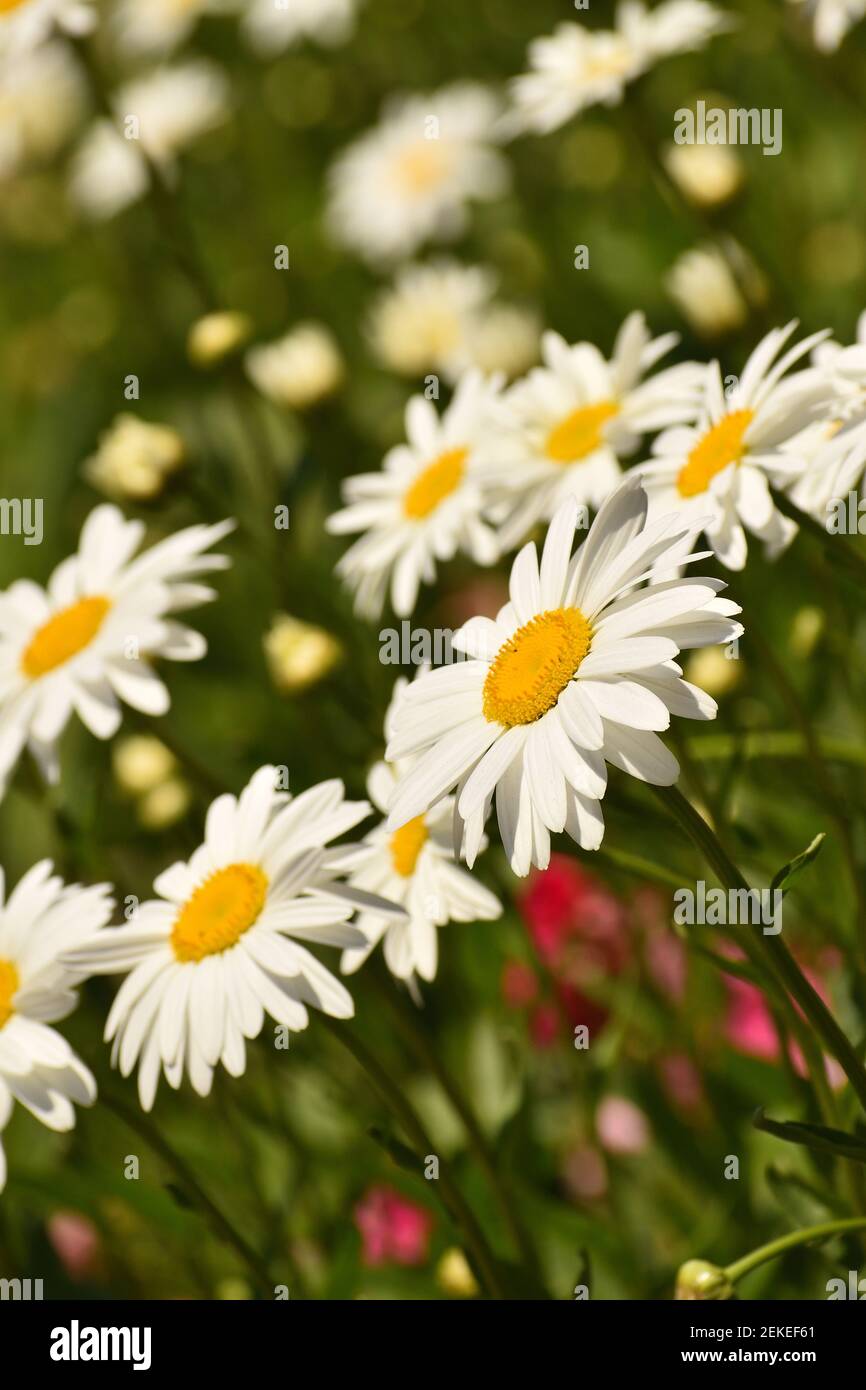 Snow like daisies hi-res stock photography and images - Alamy