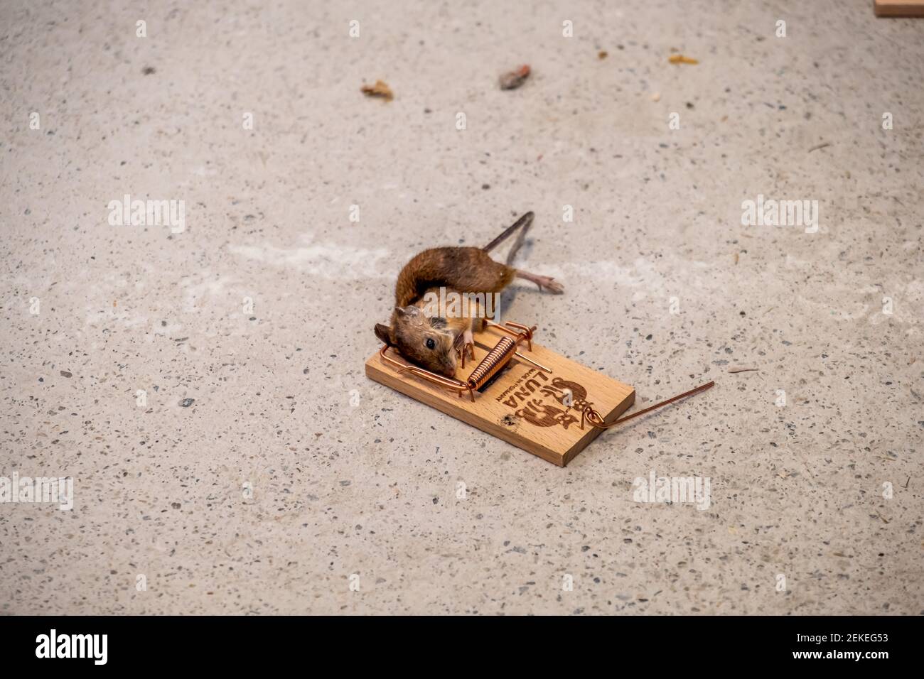 Domestic mice hi-res stock photography and images - Alamy