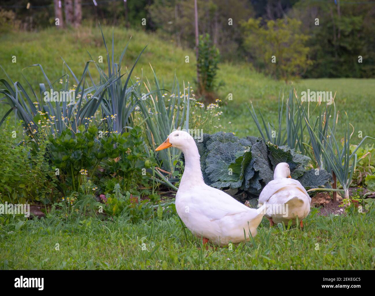 Goose feathers hi-res stock photography and images - Alamy