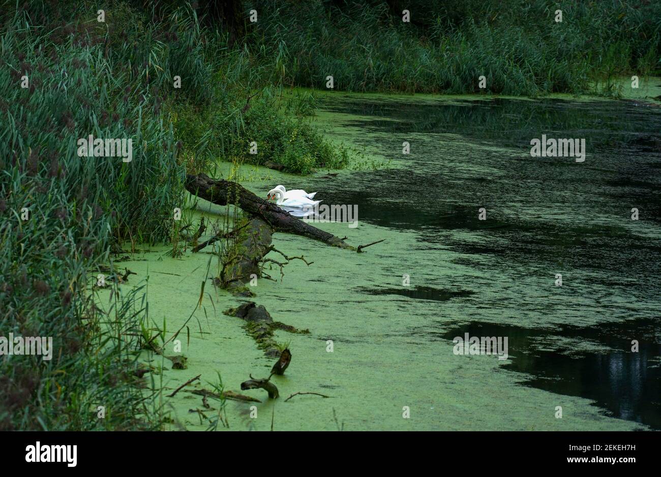 The Danube and its old waters are photographed in Bavaria near ...