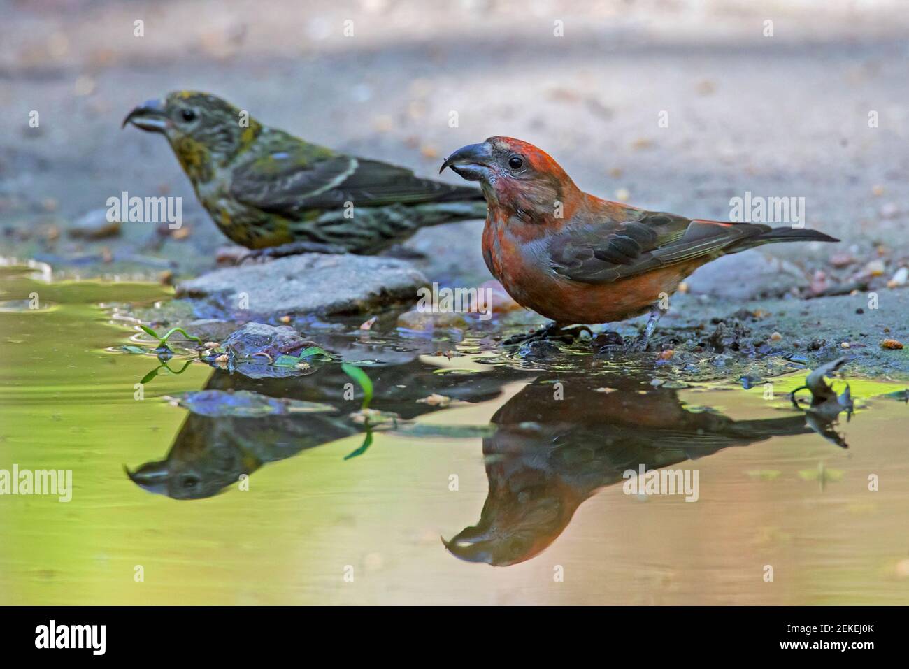 Crossbills hi-res stock photography and images - Alamy