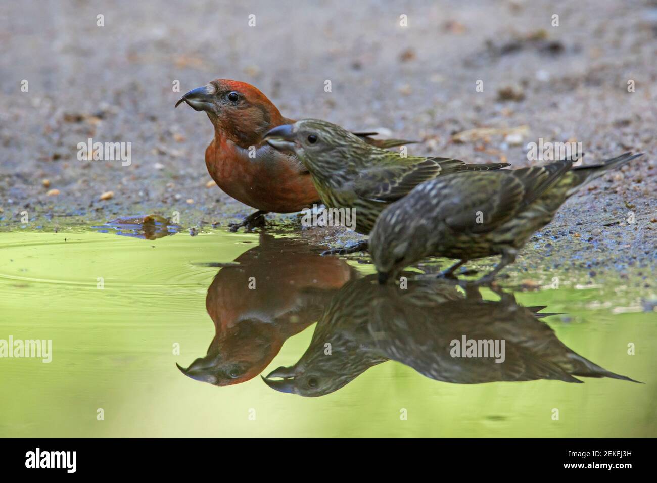 Red crossbill / common crossbills (Loxia curvirostra) male with two ...