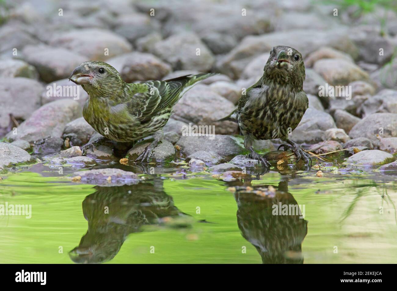 Red crossbill / common crossbills (Loxia curvirostra) two juveniles ...