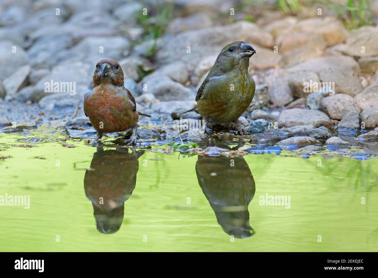 Male and female crossbills hi-res stock photography and images - Alamy