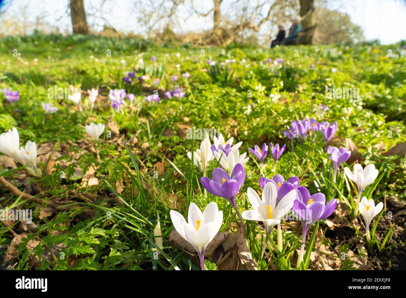 Purple crocuses at kew gardens hi-res stock photography and images - Alamy