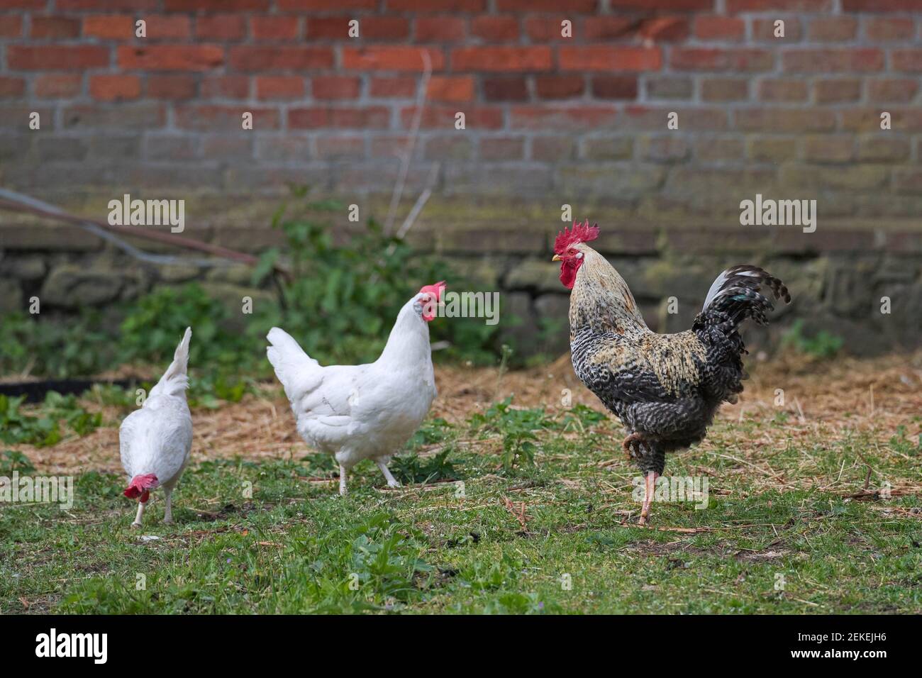 Plymouth Rock chicken, American breed of domestic chickens, free range ...