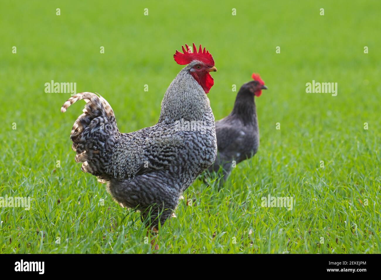 Plymouth Rock chicken, American breed of domestic chickens, free range ...